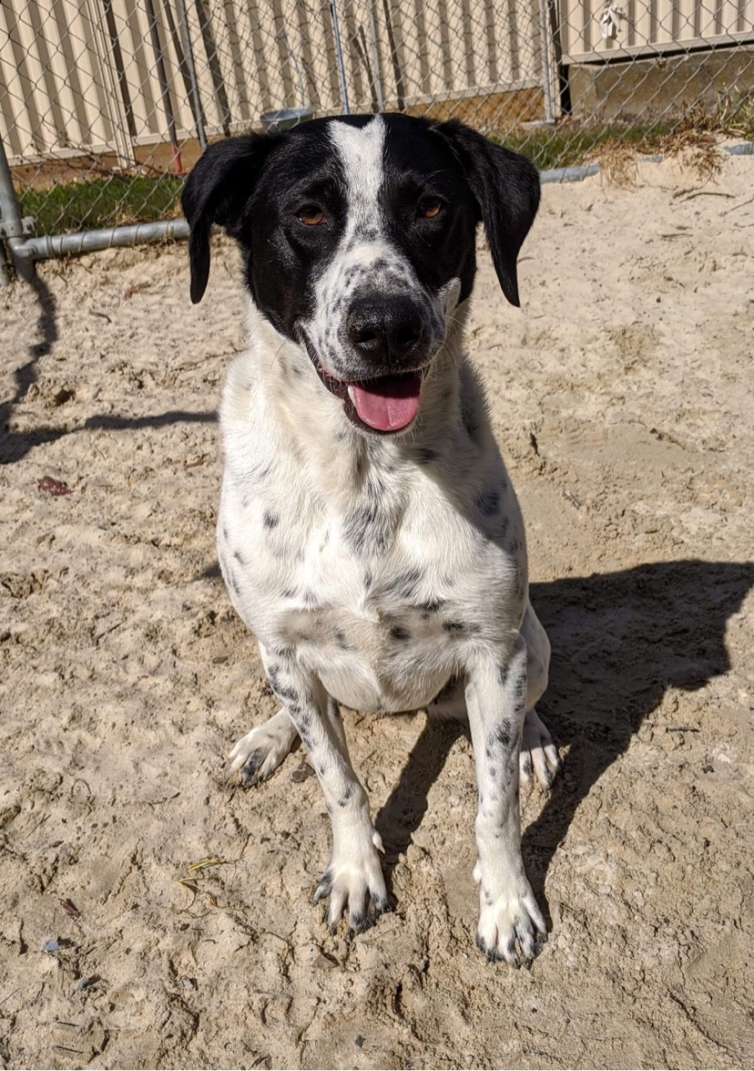 Dotty - Medium Female German Shorthaired Pointer x Australian Cattle ...