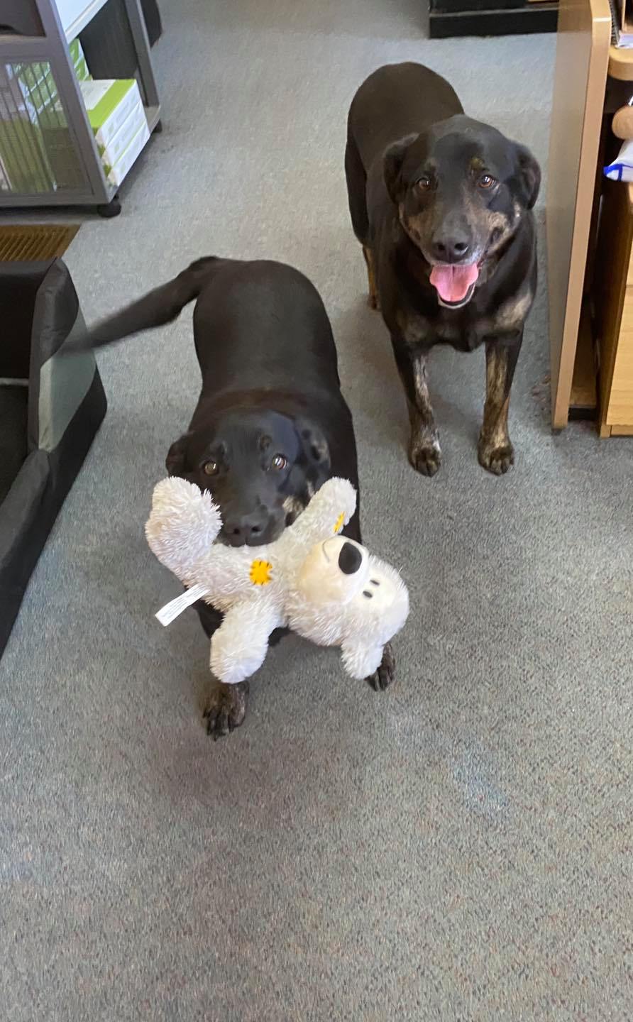 Max & Pixie - Medium Male Labrador Mix Dog in NSW - PetRescue