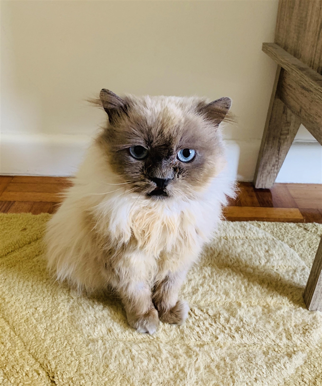 Gus - Male Himalayan Mix Cat in VIC - PetRescue