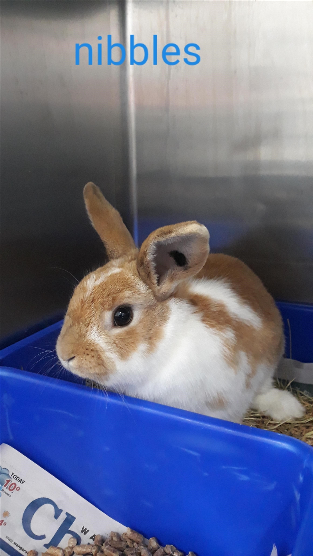 Nibbles - Female Lop Eared x Rex Mix Rabbit in VIC - PetRescue