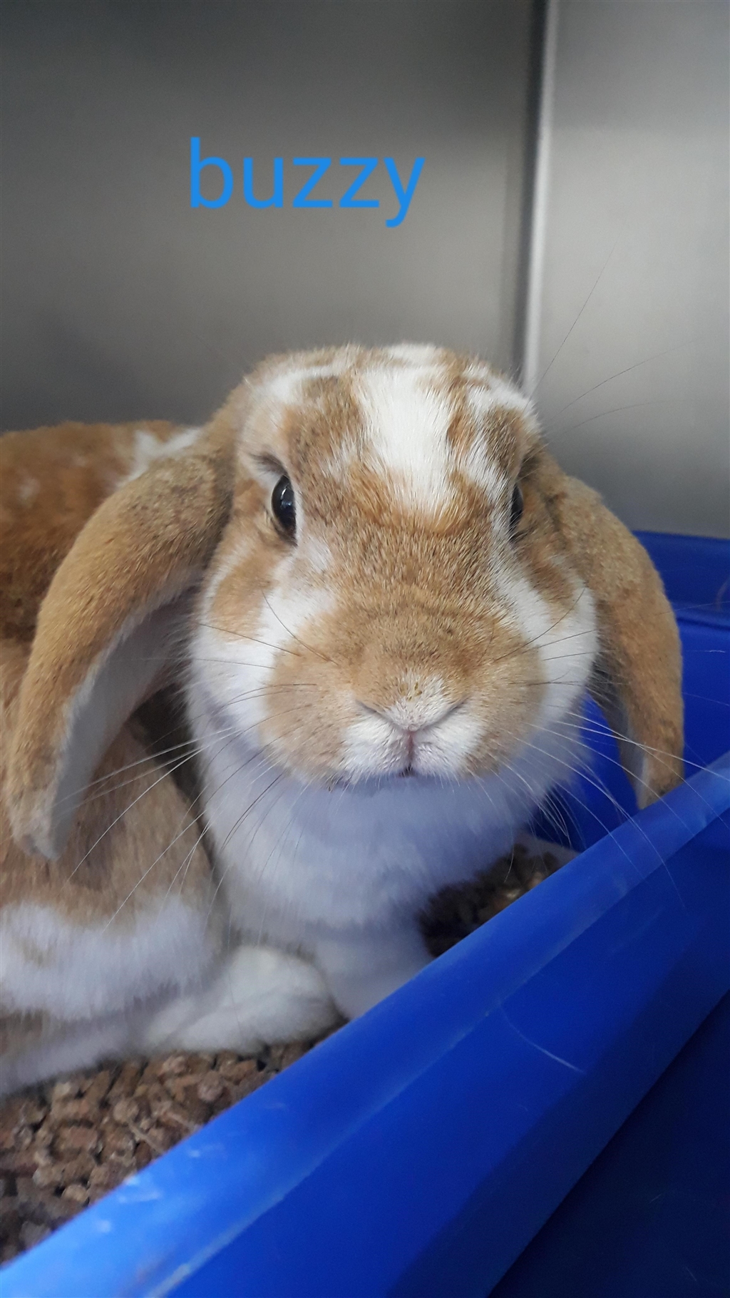 Buzzy - Male Lop Eared x Rex Mix Rabbit in VIC - PetRescue
