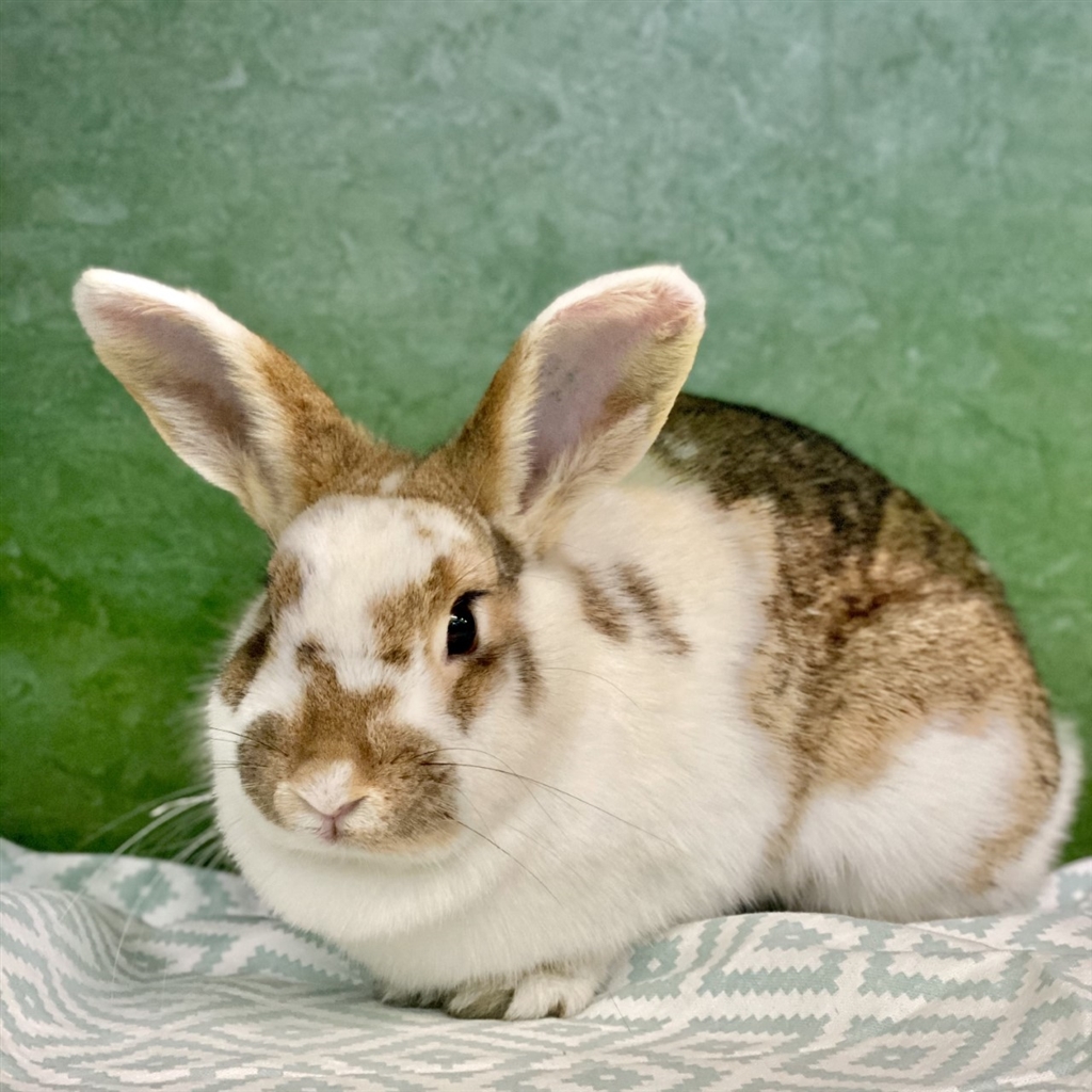 Evie - Female Lop Eared Mix Rabbit in VIC - PetRescue