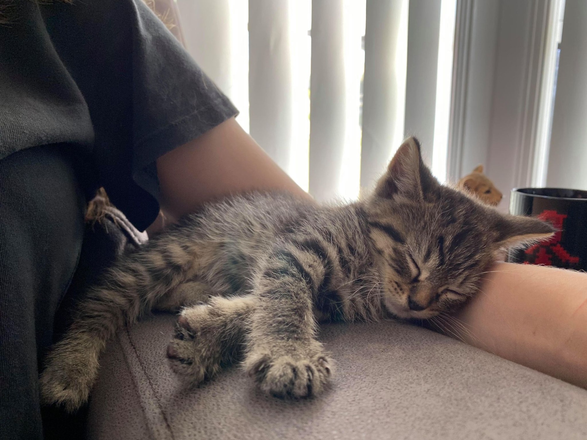 Goji - Female Domestic Short Hair Cat in QLD - PetRescue