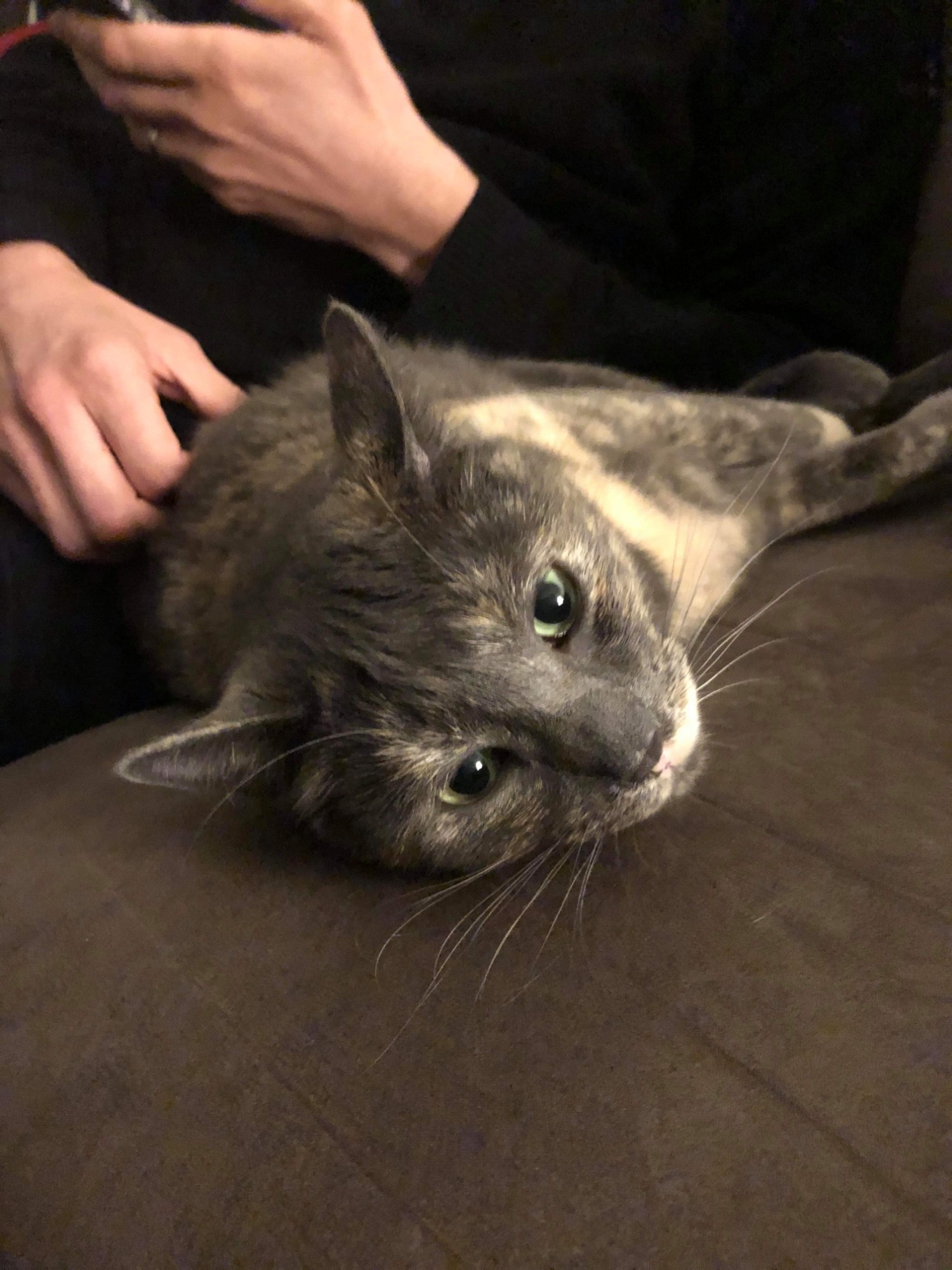 Ruski - Visit Me at PETstock Rockingham! - Female Domestic Short Hair ...