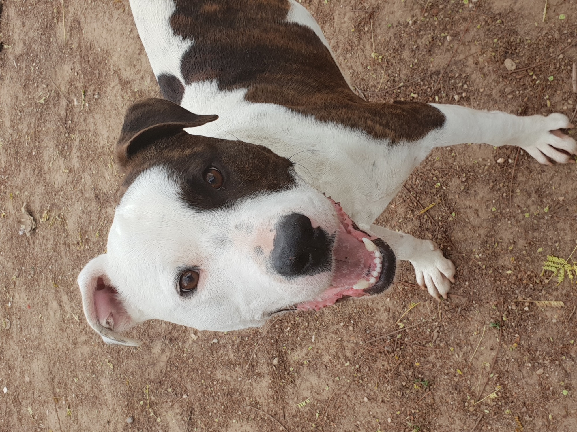 Oreo - Medium Male Bull Arab Mix Dog in VIC - PetRescue
