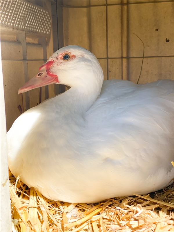 Patricia or Pat? - Female Duck in NSW - PetRescue
