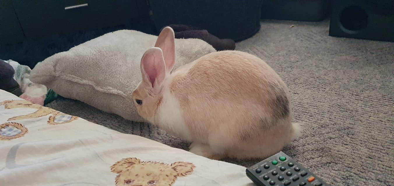 Bonnie - Female Flemish Giant x New Zealand White x Californian Mix ...