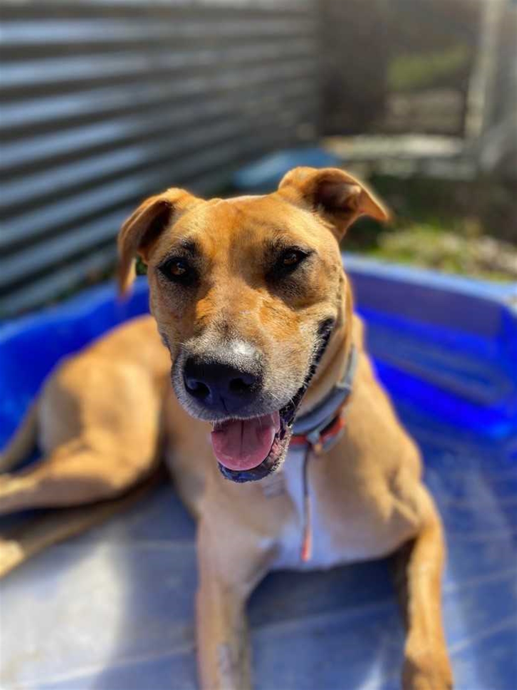 Mya - Large Female Rhodesian Ridgeback x Whippet Mix Dog in QLD - PetRescue