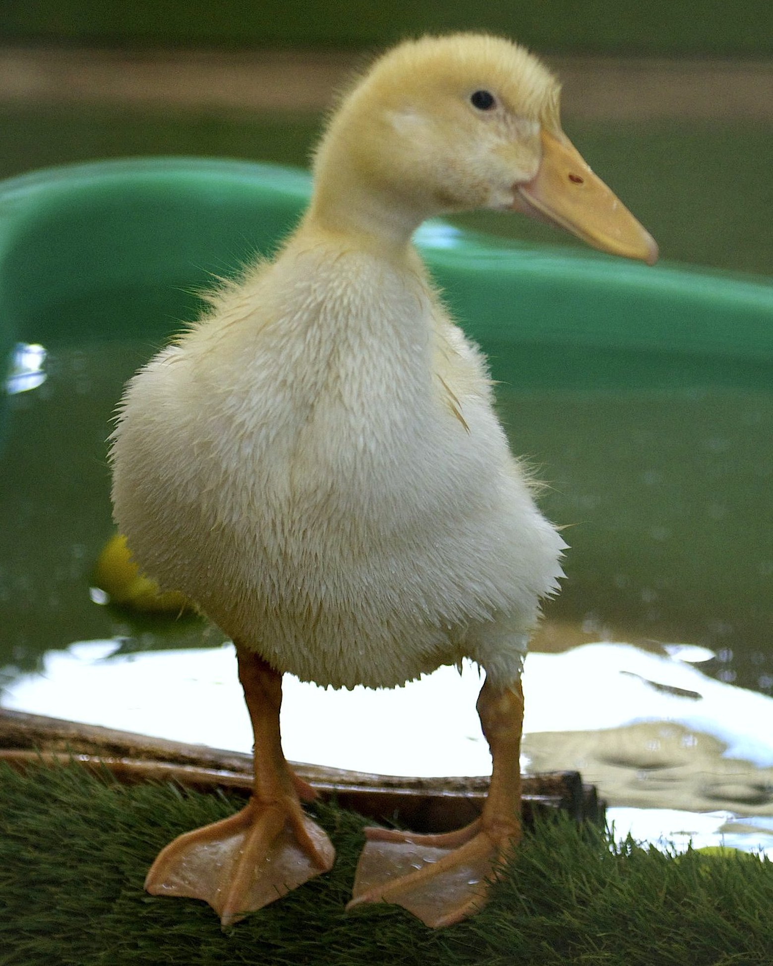 Louie - Male Duck in NSW - PetRescue