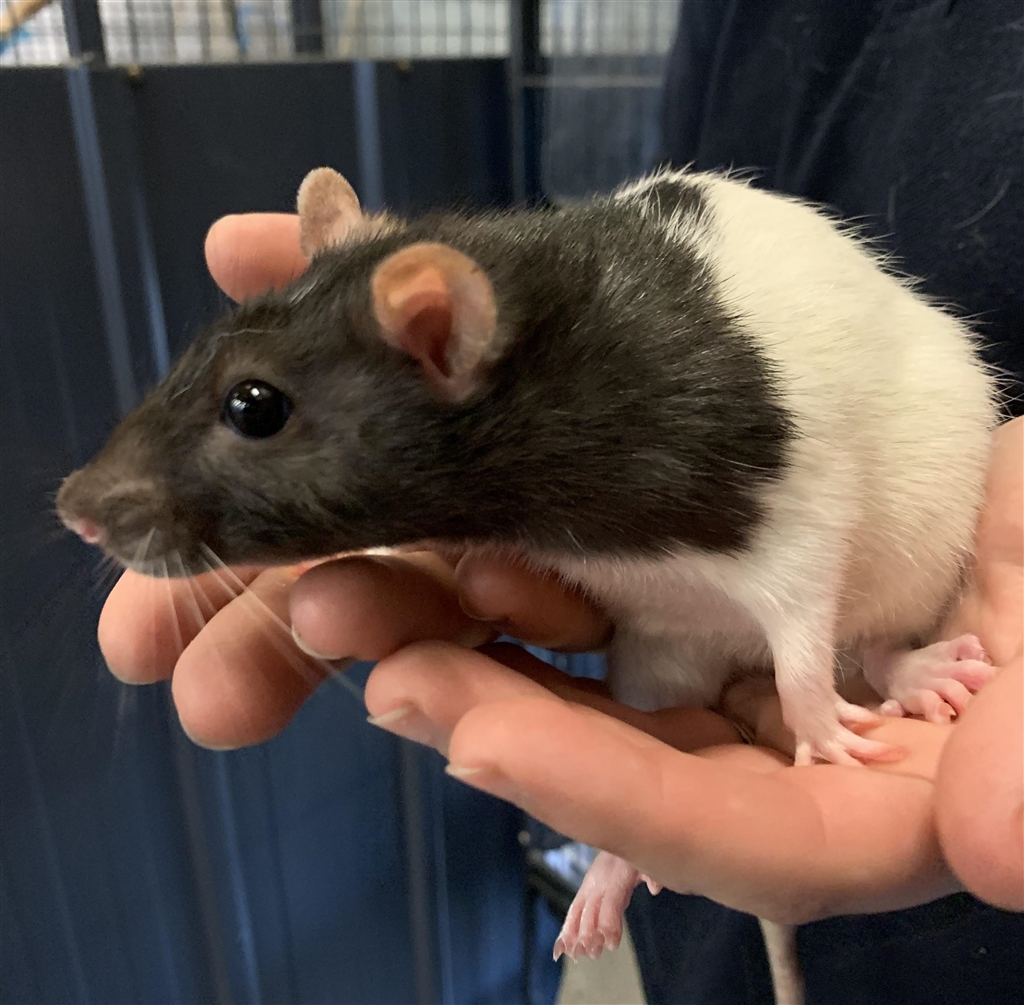 Louise - Female Rat Rodent in VIC - PetRescue