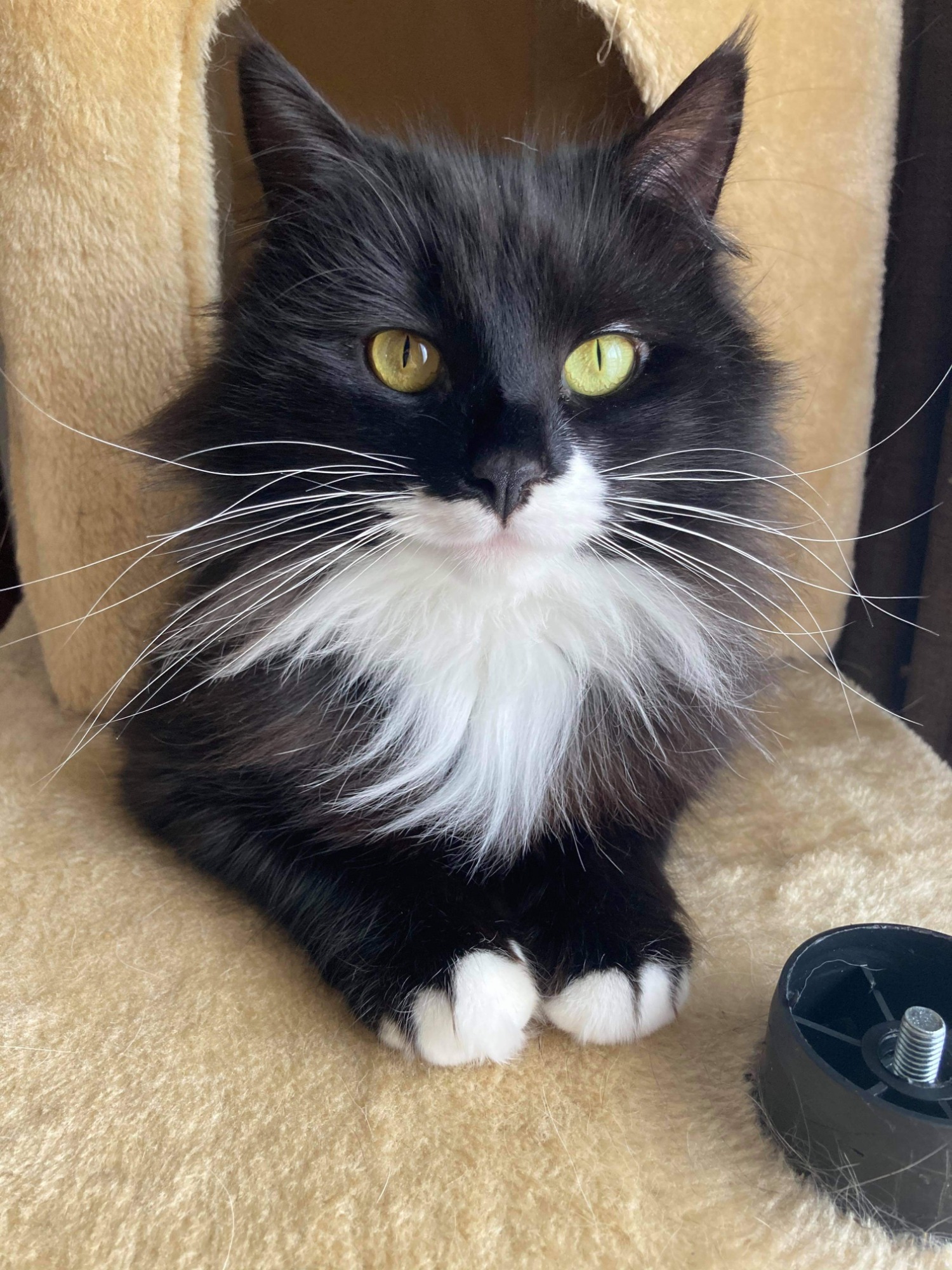 Tinky - Female Domestic Medium Hair Cat in VIC - PetRescue