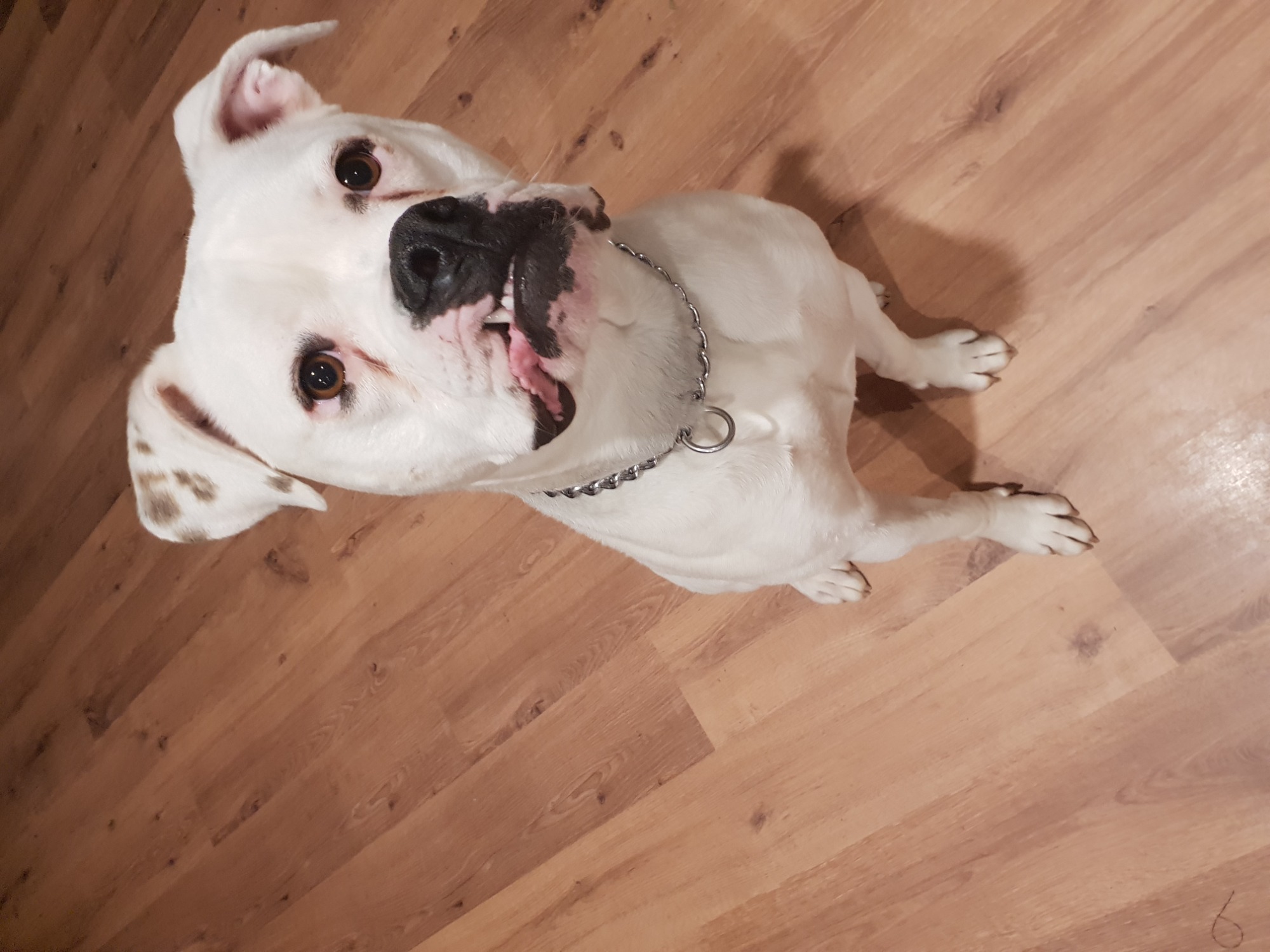 Koda - Medium Female American Bulldog Mix Dog in VIC - PetRescue