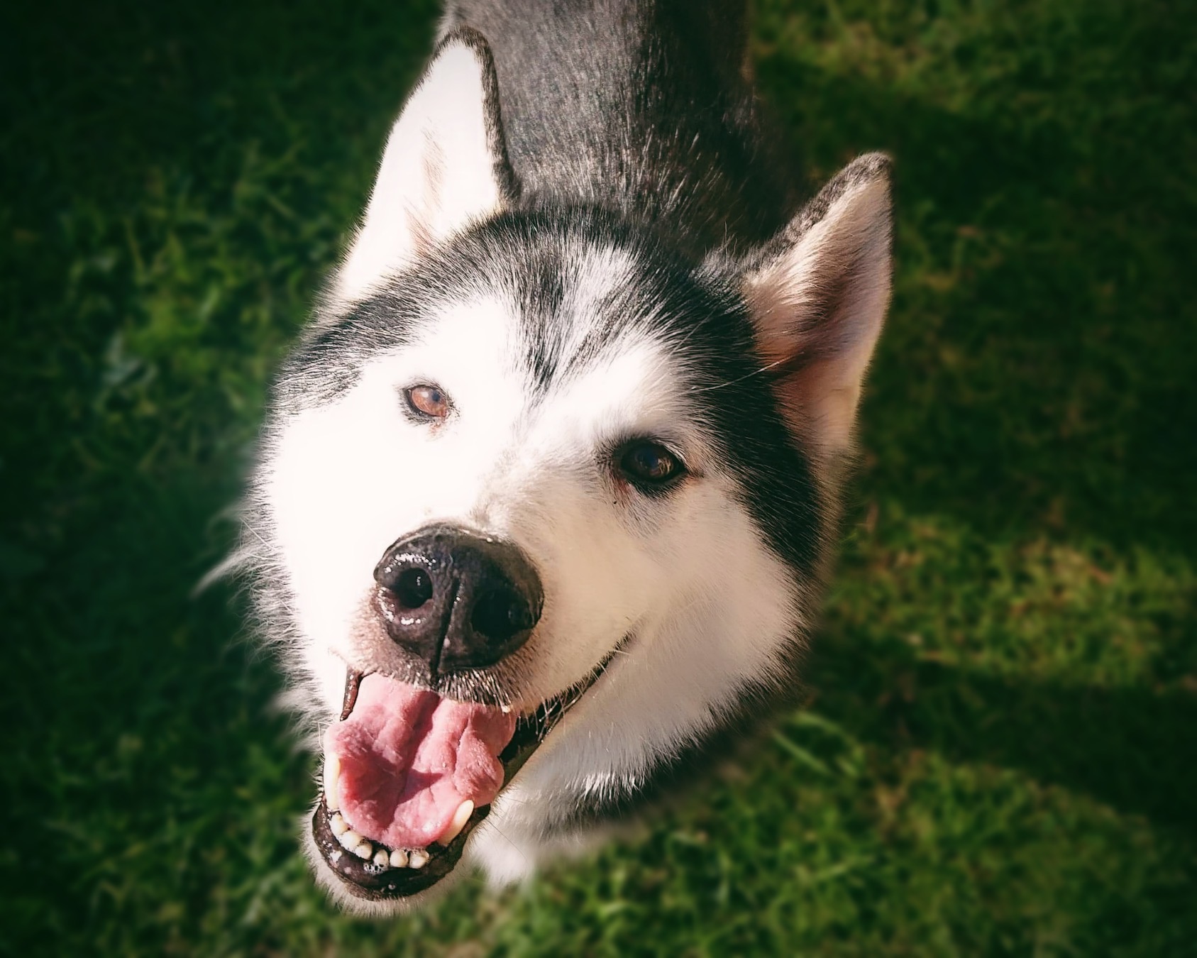 Shadow - Large Male Siberian Husky Dog in VIC - PetRescue