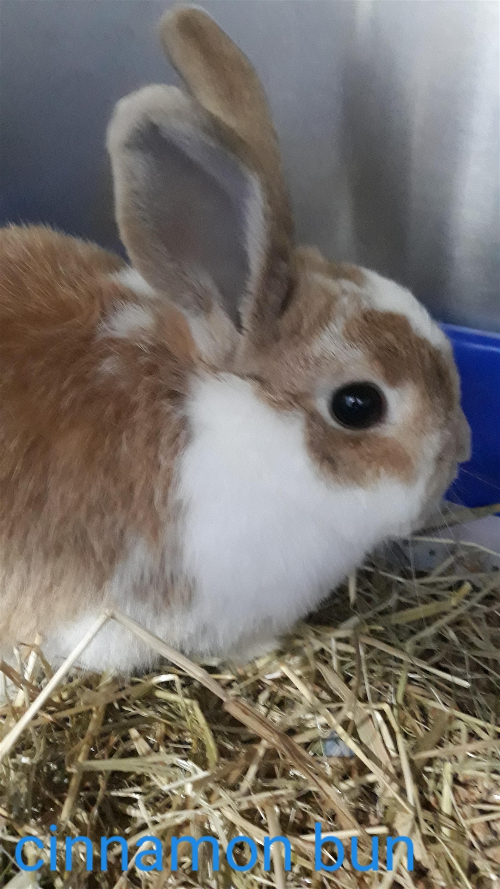 Cinnamon Bun - Female Lop Eared x Rex Mix Rabbit in VIC - PetRescue
