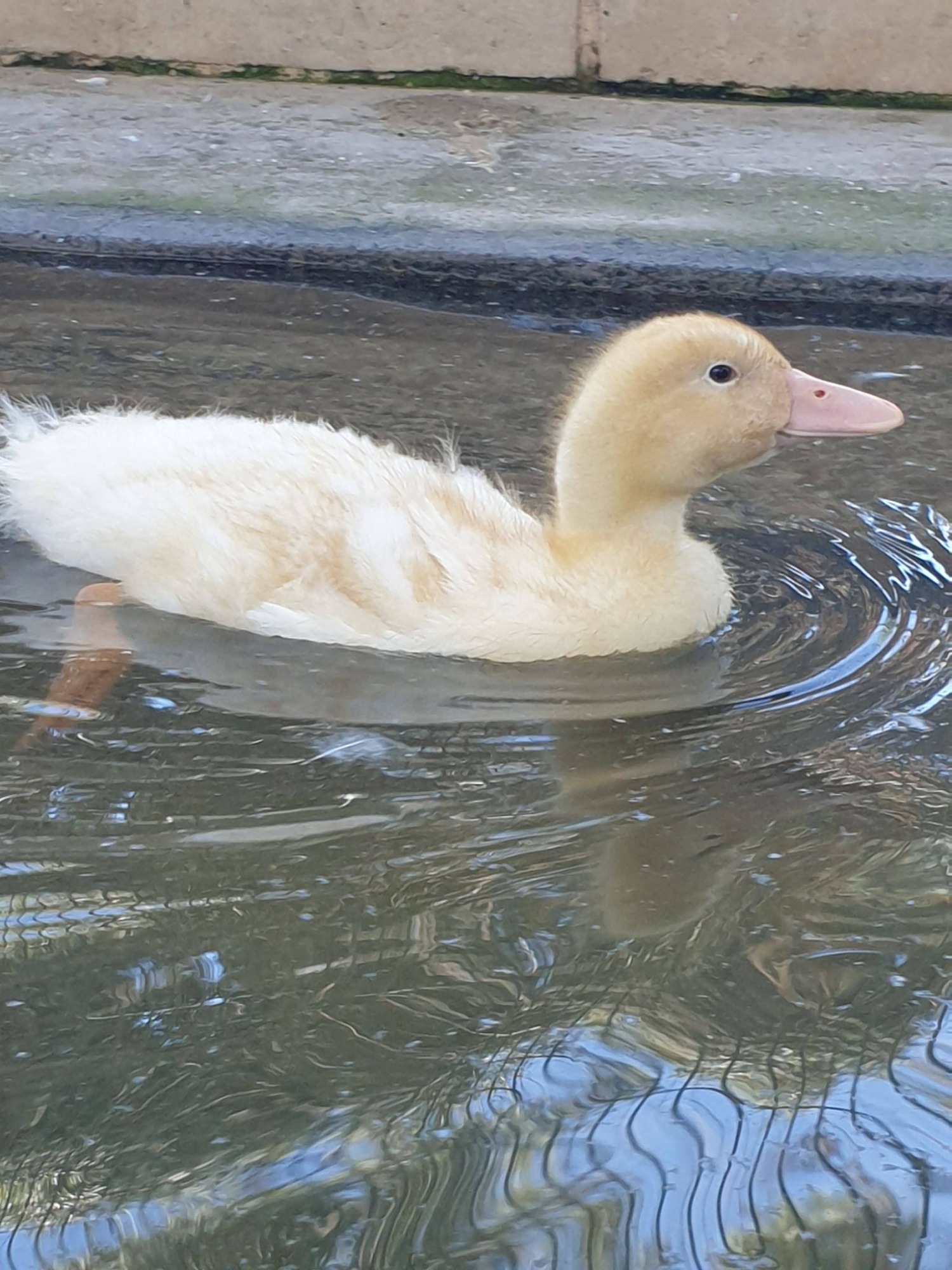 Nemo - Male Duck in NSW - PetRescue