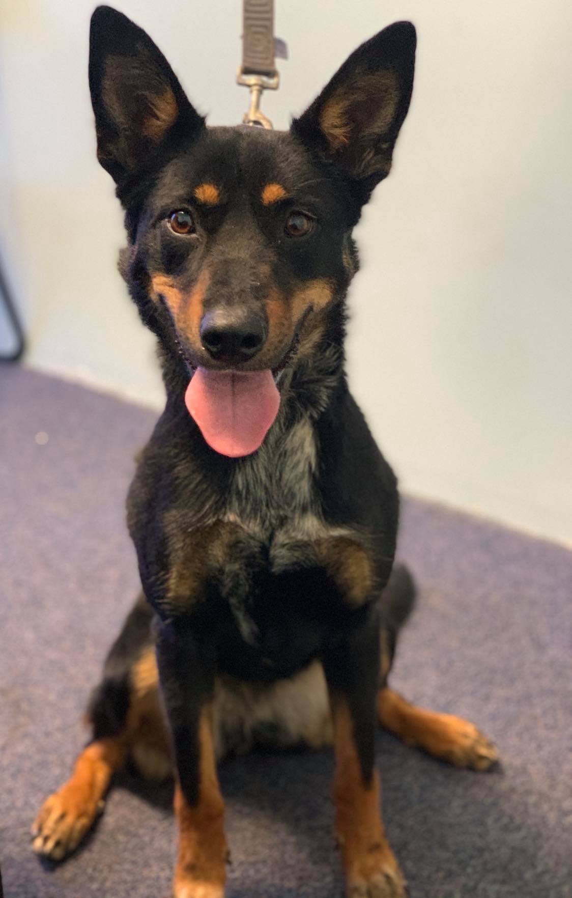 Harmony - Medium Female Kelpie Mix Dog in QLD - PetRescue