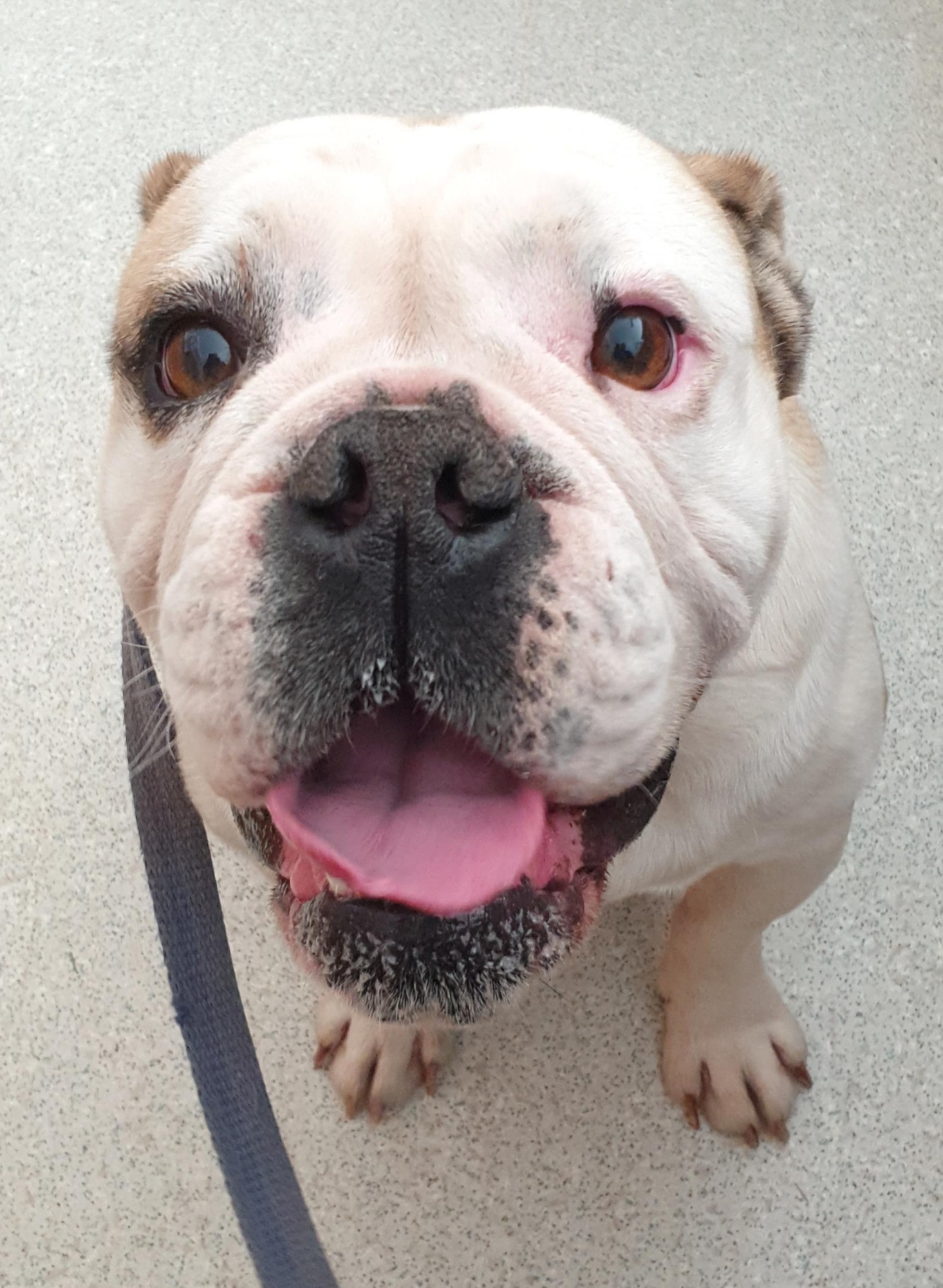 Tyson - Medium Male Australian Bulldog Mix Dog in NSW - PetRescue