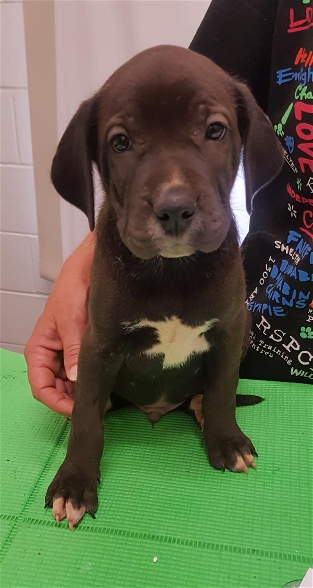 Rollie - Small Male Neapolitan Mastiff x American Staffordshire Bull ...