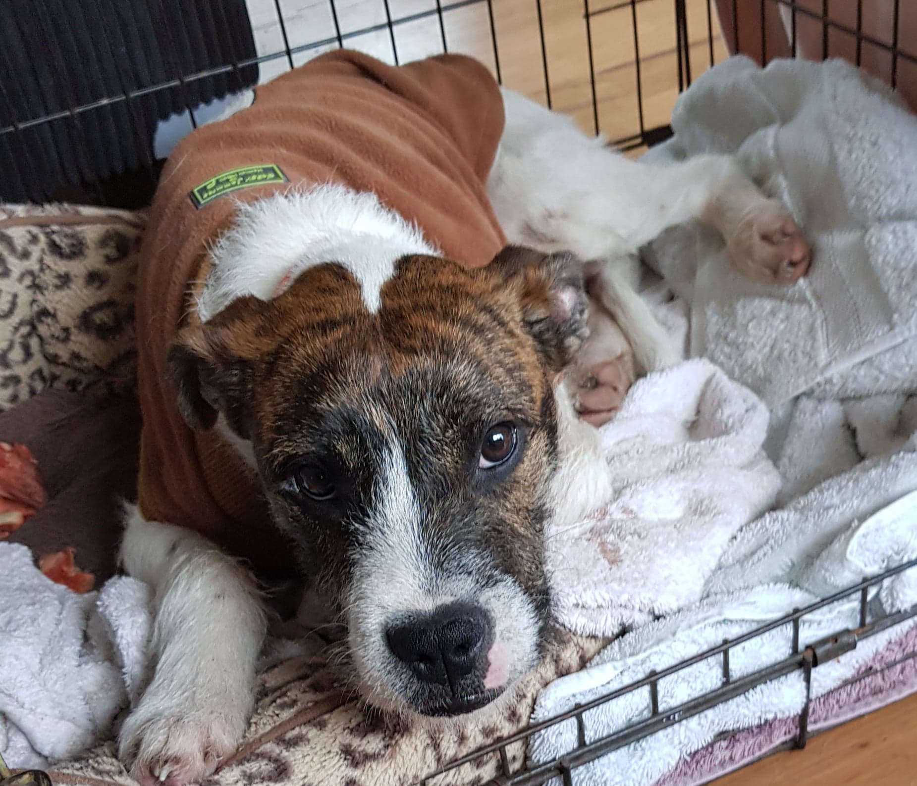 Aliha - Medium Female Irish Wolfhound x Boxer Mix Dog in VIC - PetRescue