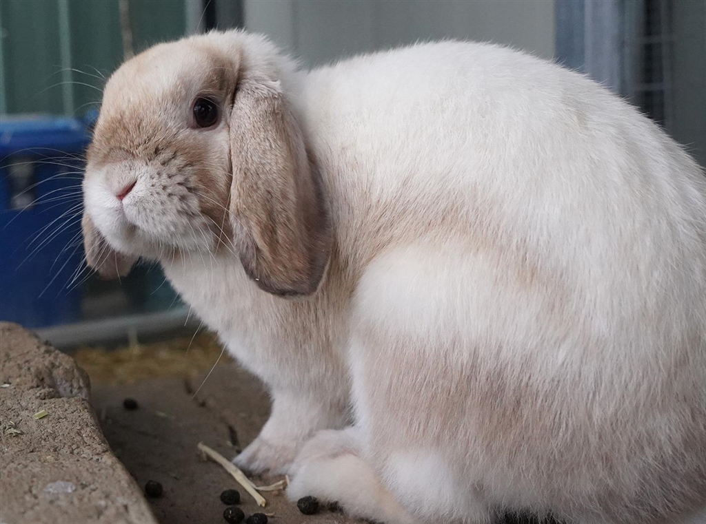 Jeremiah - Male Lop Eared Rabbit in ACT - PetRescue