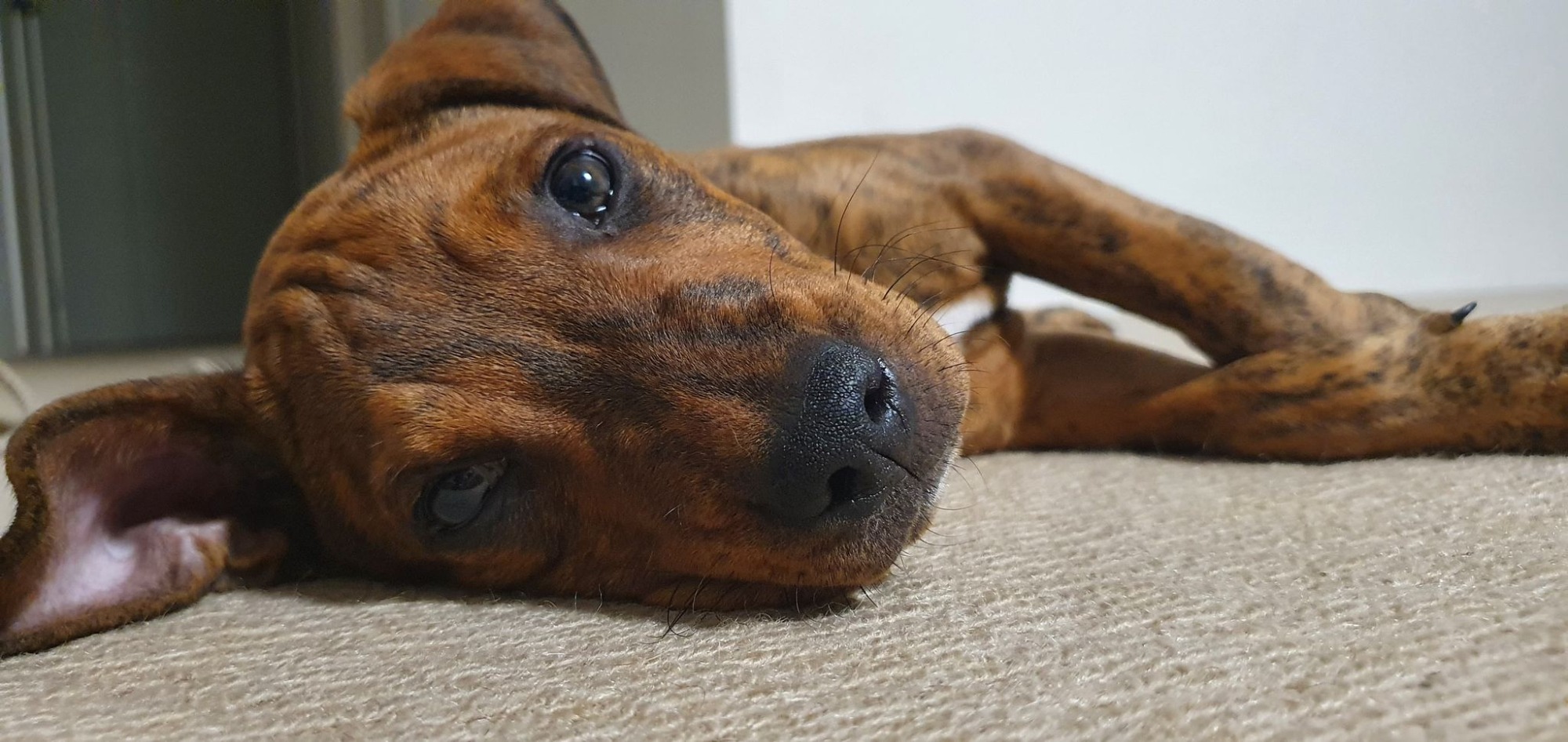 Fin - Medium Male Staffy x Ridgeback Mix Dog in QLD - PetRescue