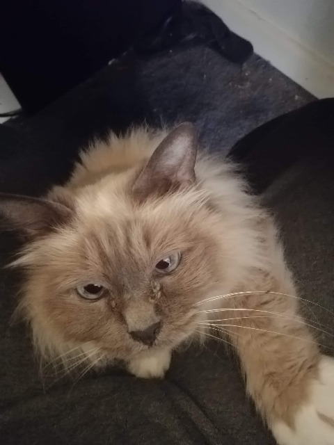 Ruga - Male Birman Cat in VIC - PetRescue