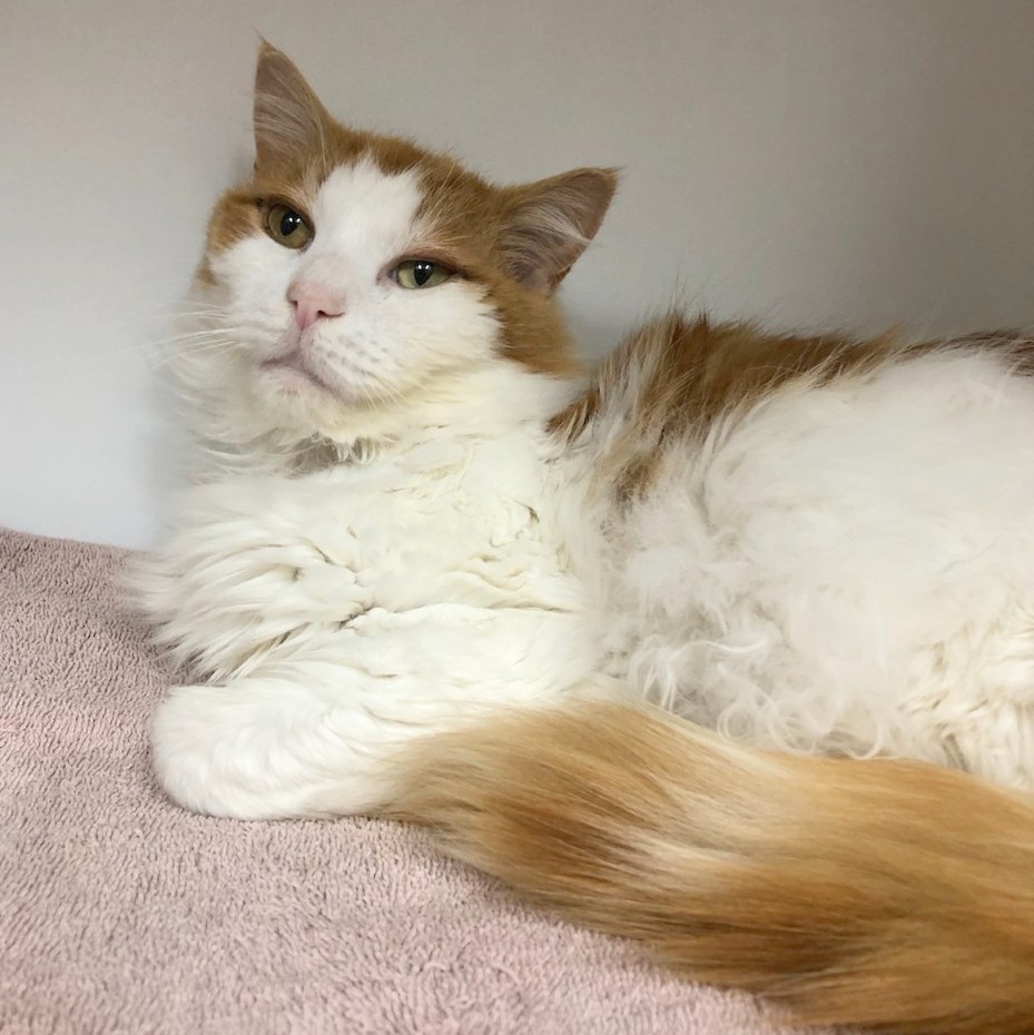 Jinny - Male Domestic Medium Hair Cat in VIC - PetRescue