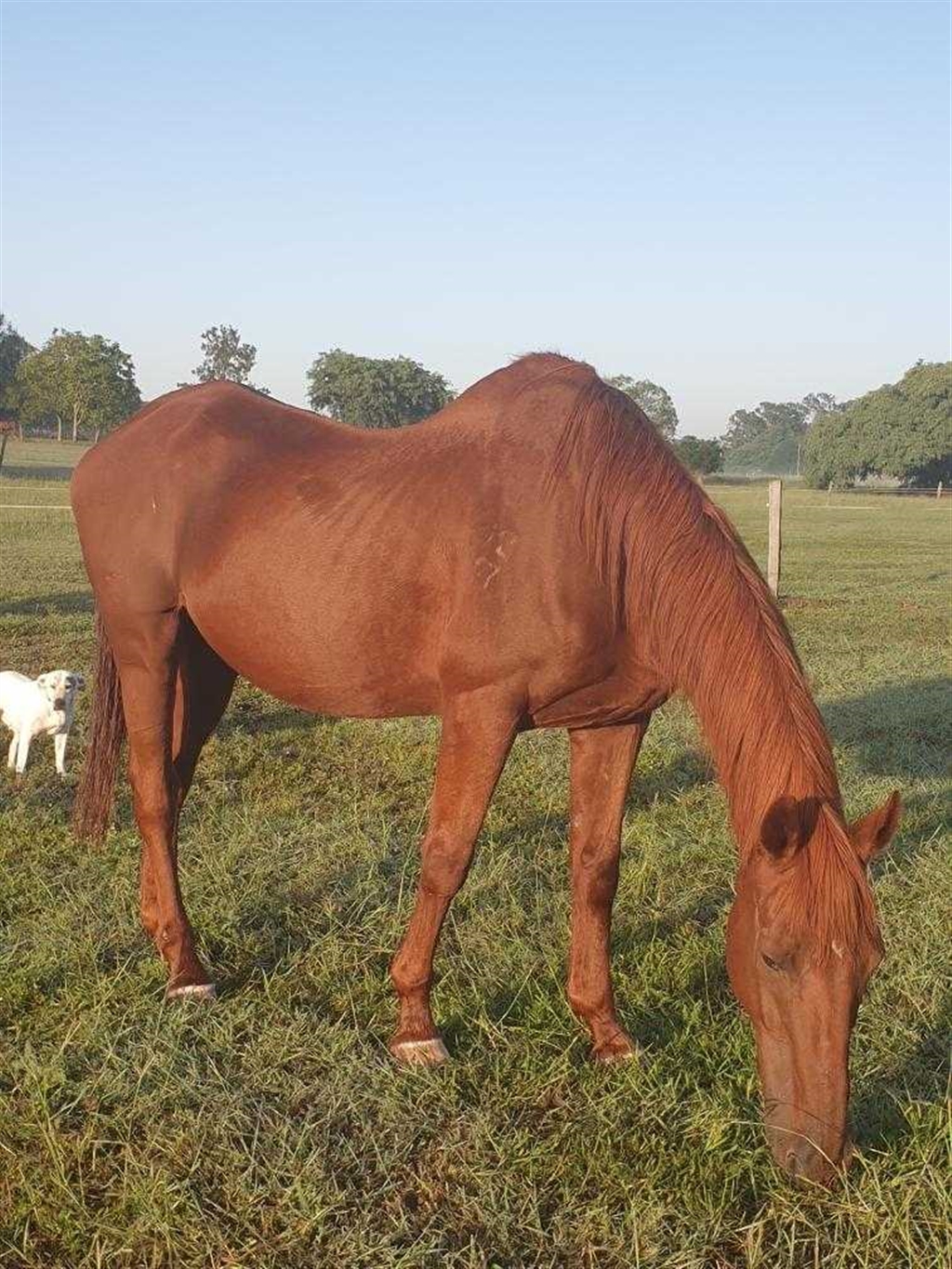 Reuben - Male Thoroughbred Mix Horse in QLD - PetRescue