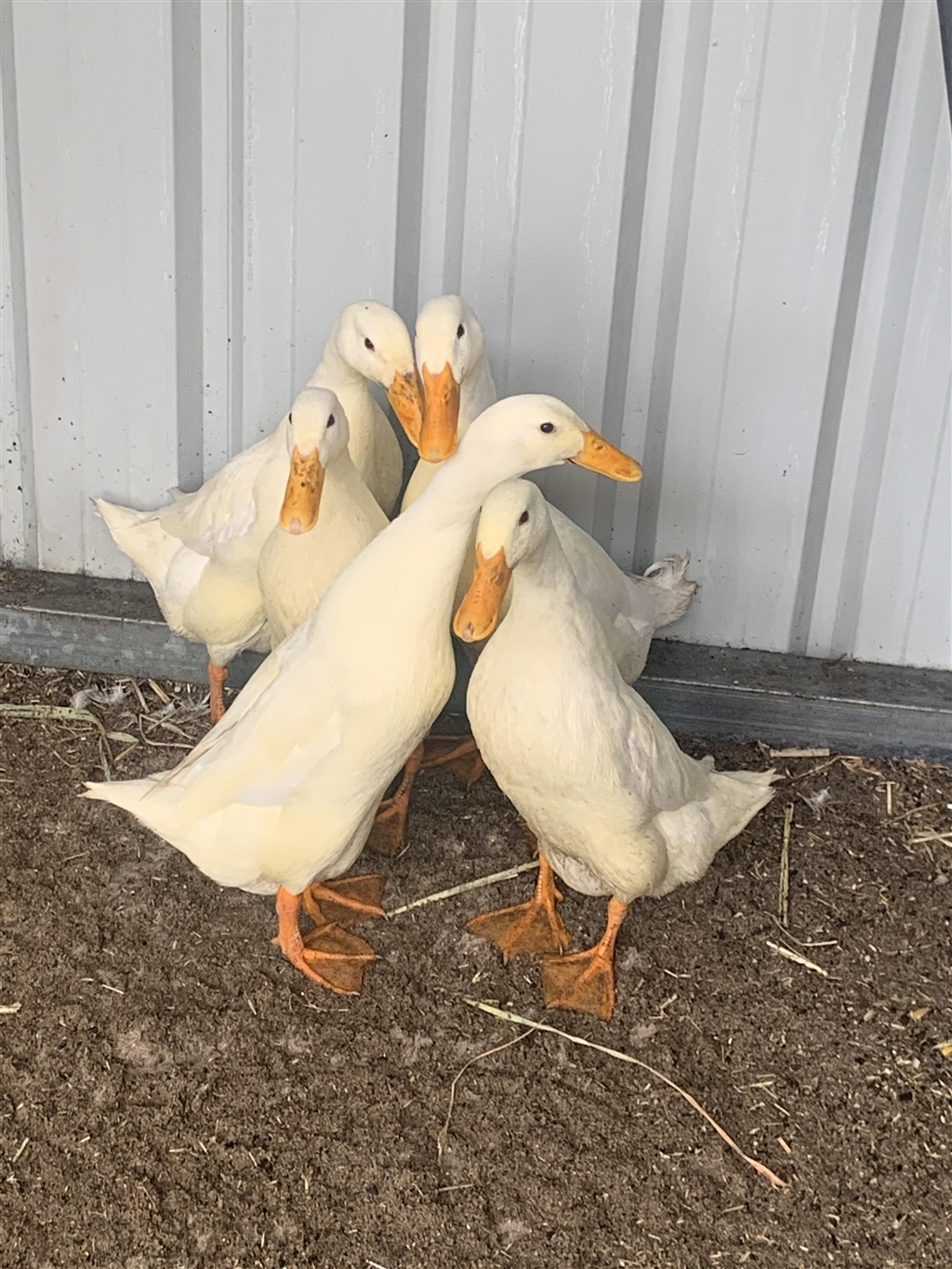 Dillard - Male Duck Mix Fowl in WA - PetRescue