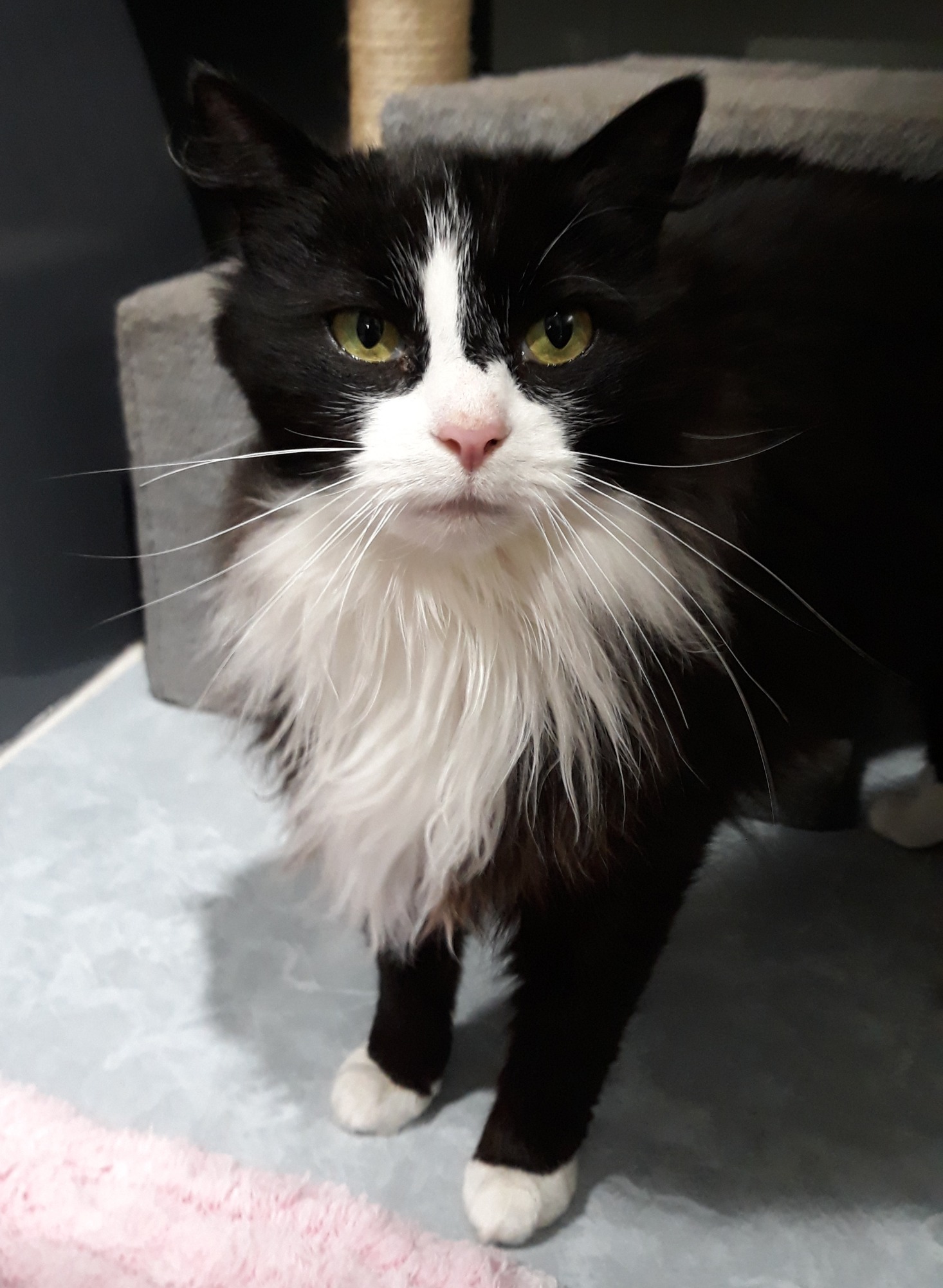 Chester - Male Domestic Short Hair Cat in VIC - PetRescue