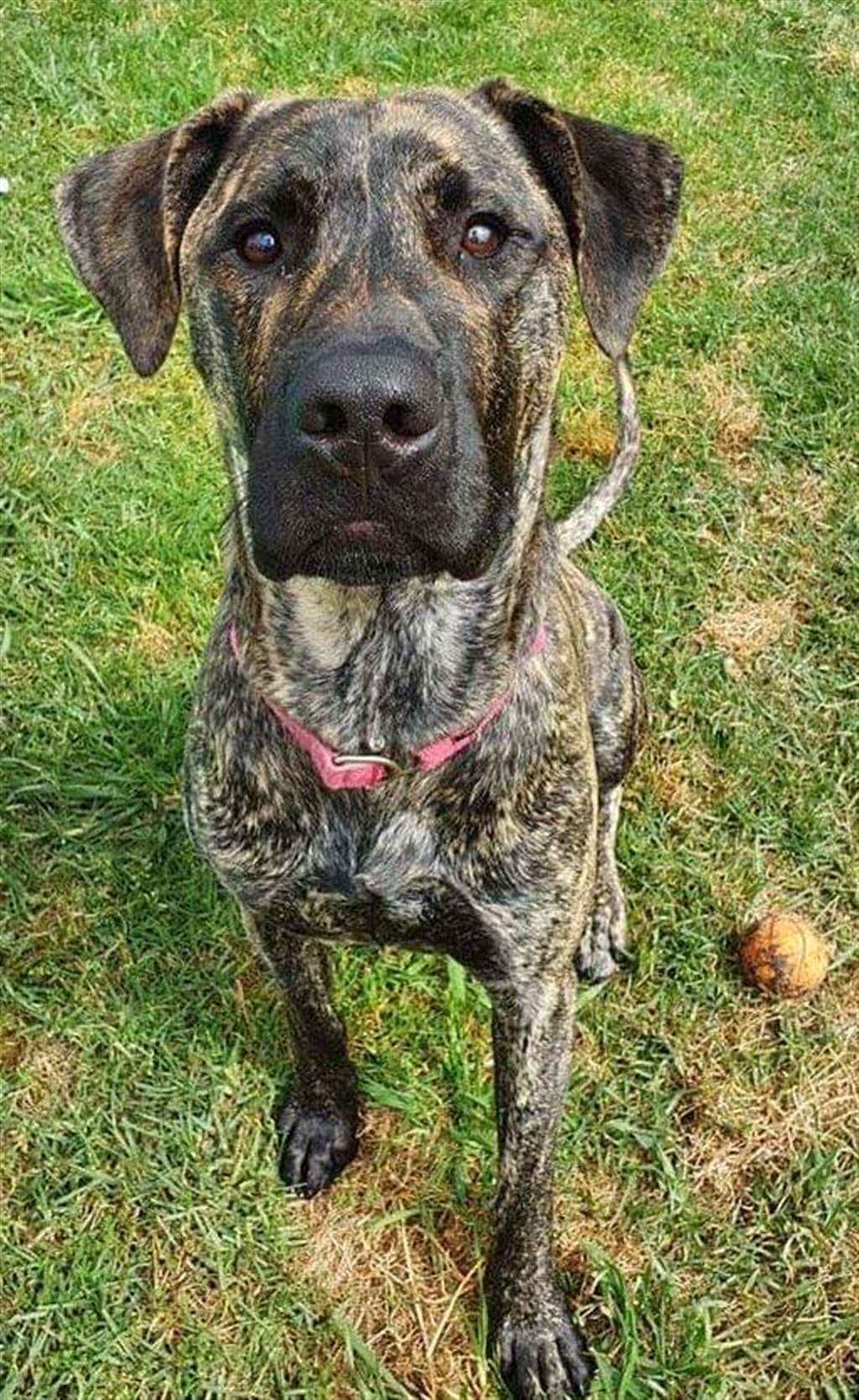 Merlin - Large Male Great Dane Mix Dog in NSW - PetRescue