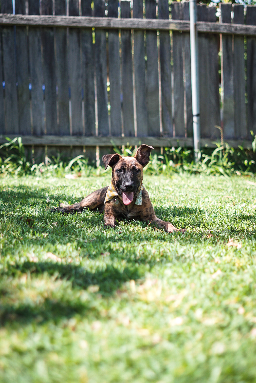 Scarlett ~ Belgian Malinois x (on trial 10/11/20) - Large Female ...