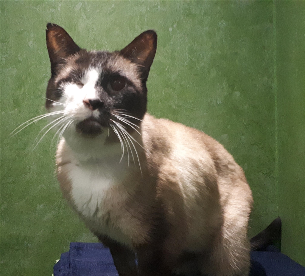 Coco - Male Snowshoe Mix Cat in VIC - PetRescue