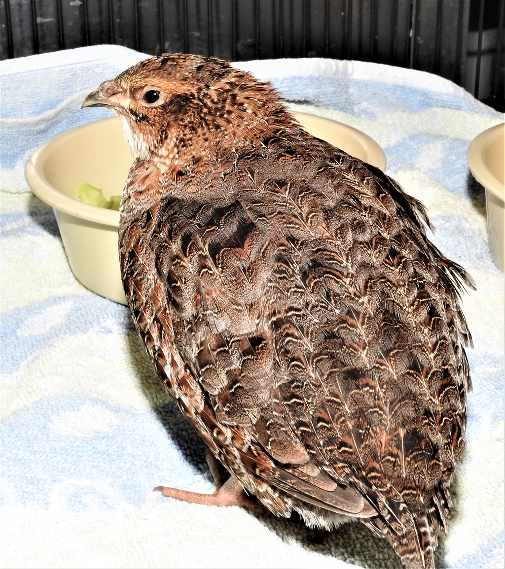 Siobhan - Female Quail Japanese Mix Bird in QLD - PetRescue