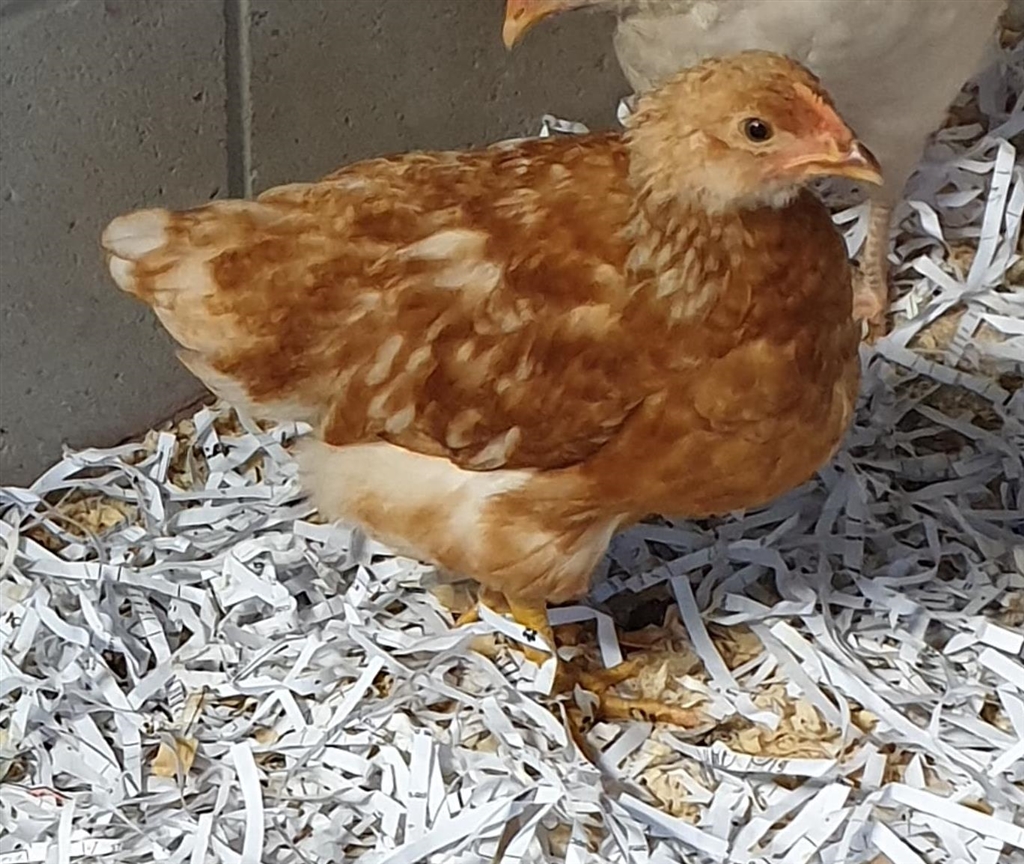 Harriet - Female Chicken Isa Brown Mix Fowl in QLD - PetRescue