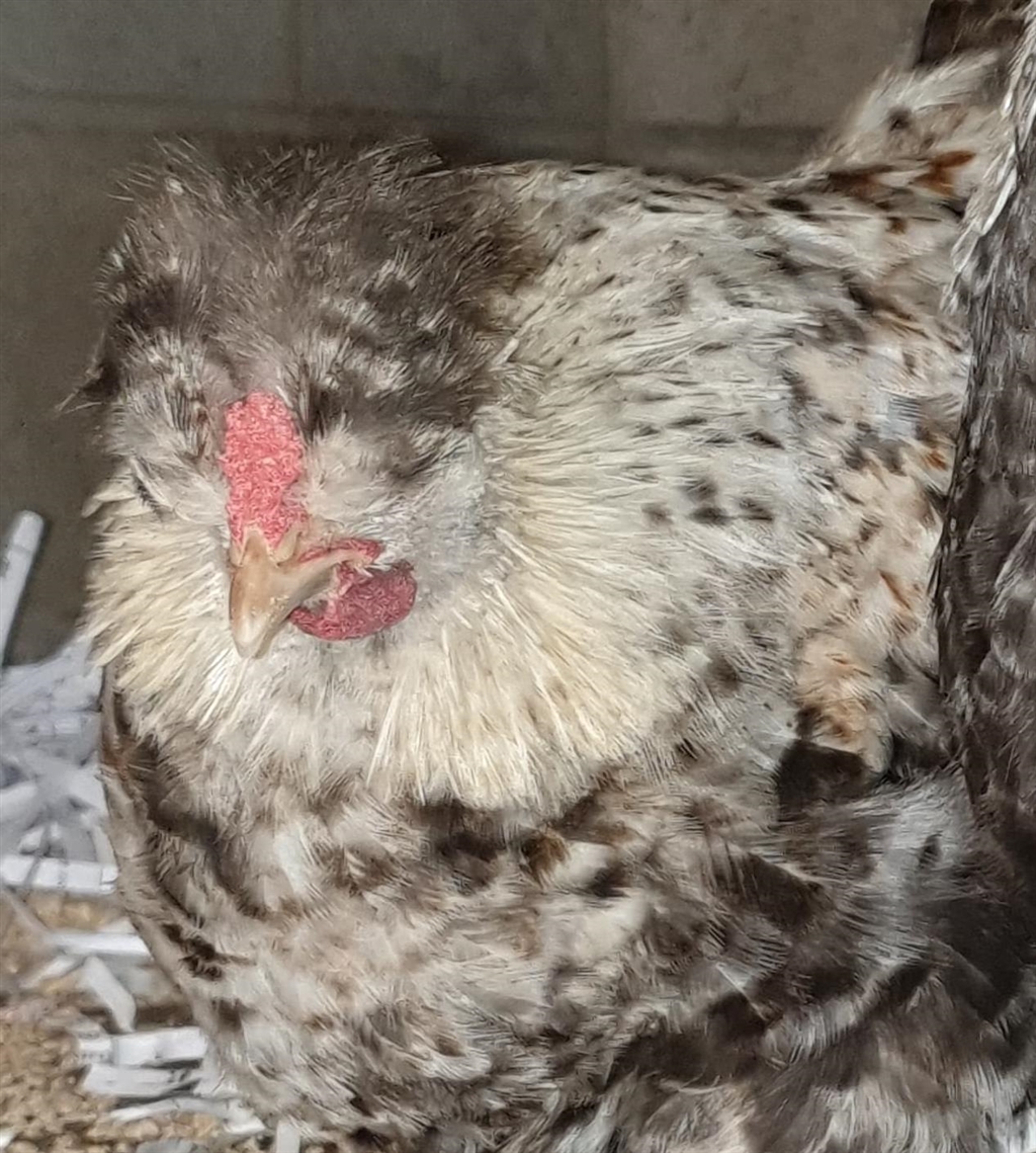 Beaker - Male Bantam Chicken Polish Mix Fowl in QLD - PetRescue