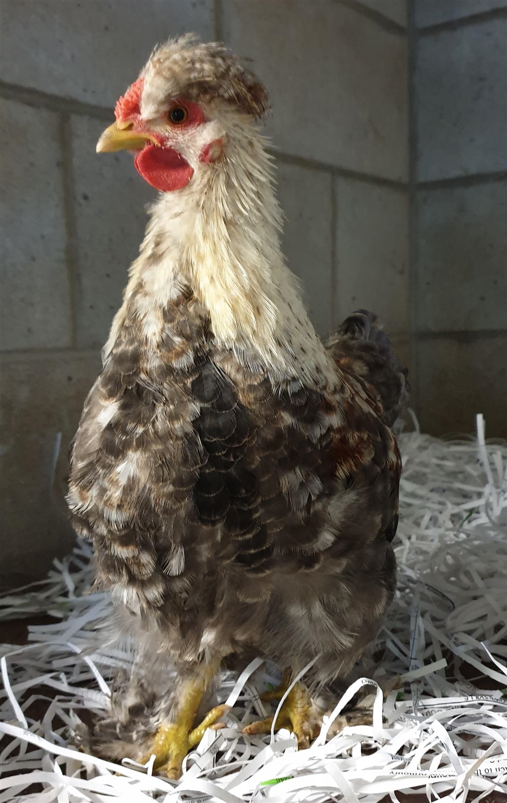 Count Cluckula - Male Bantam Chicken Polish Mix Fowl in QLD - PetRescue
