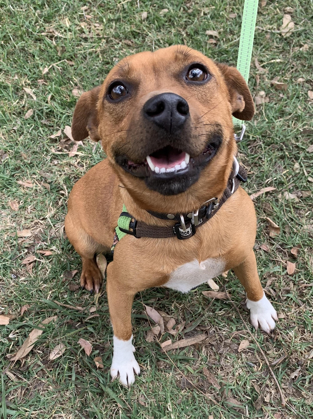 Molly - Small Female Jack Russell Terrier x English Staffordshire Bull ...