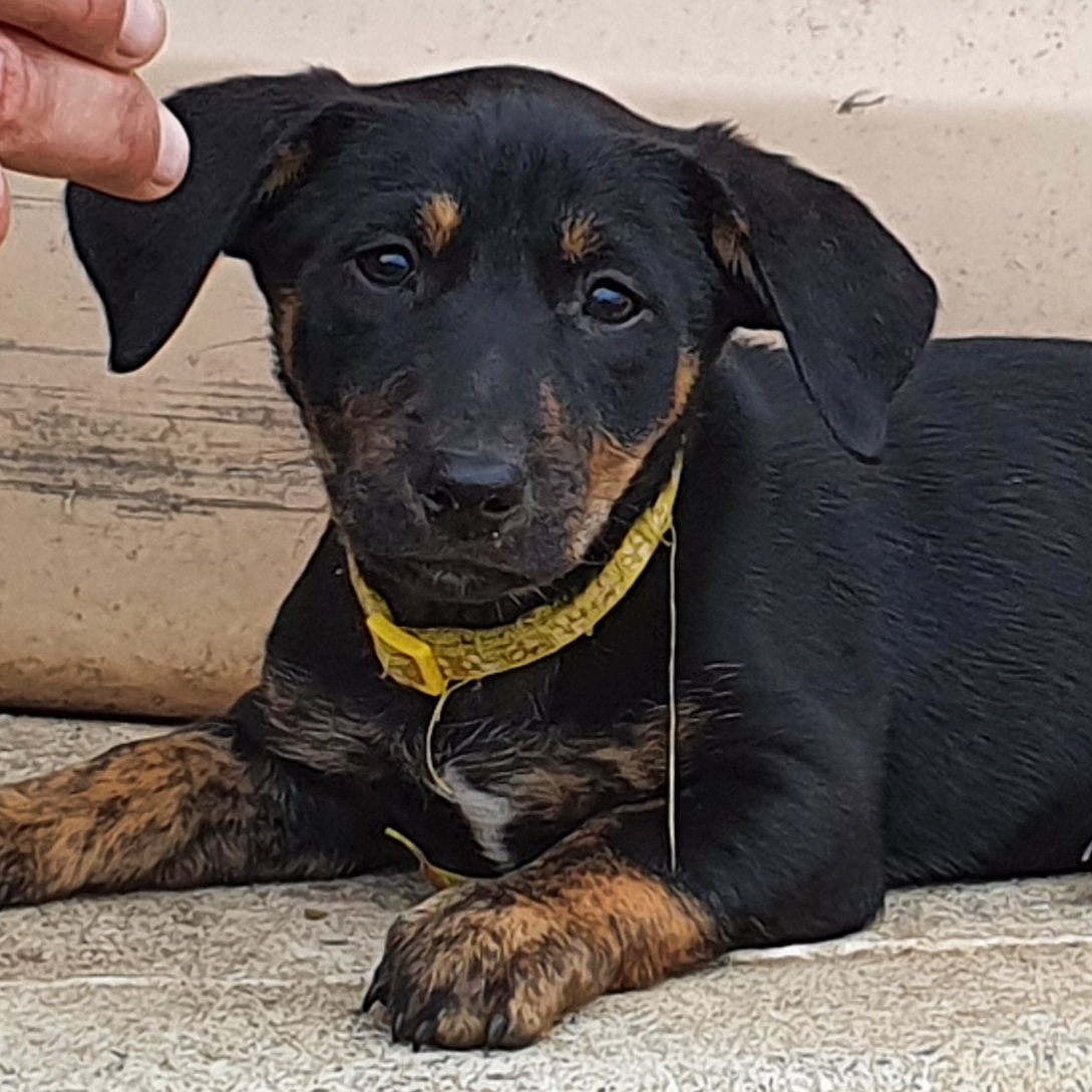 S-Yellow - Medium Female Kelpie Mix Dog in NSW - PetRescue