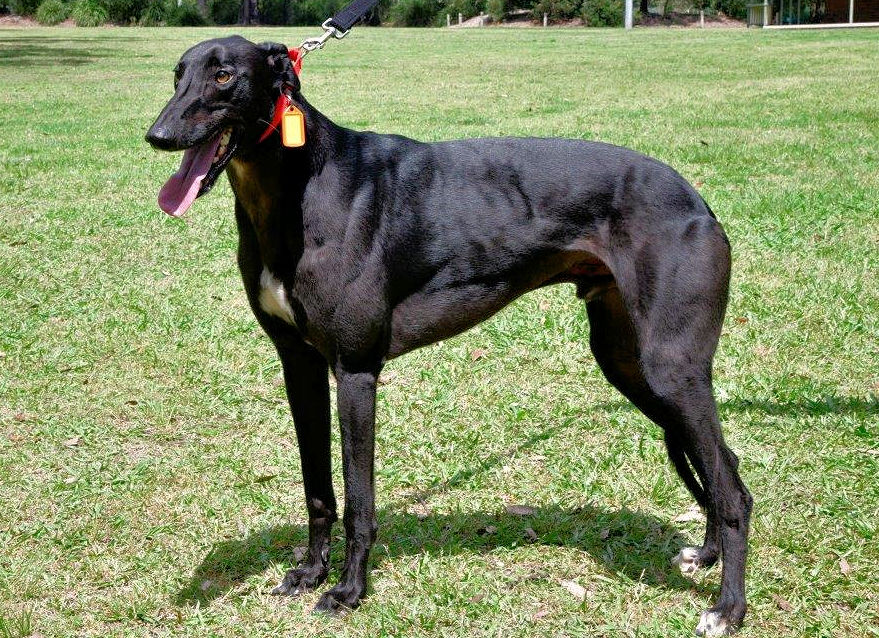 Chip - Large Male Greyhound Dog in NSW - PetRescue
