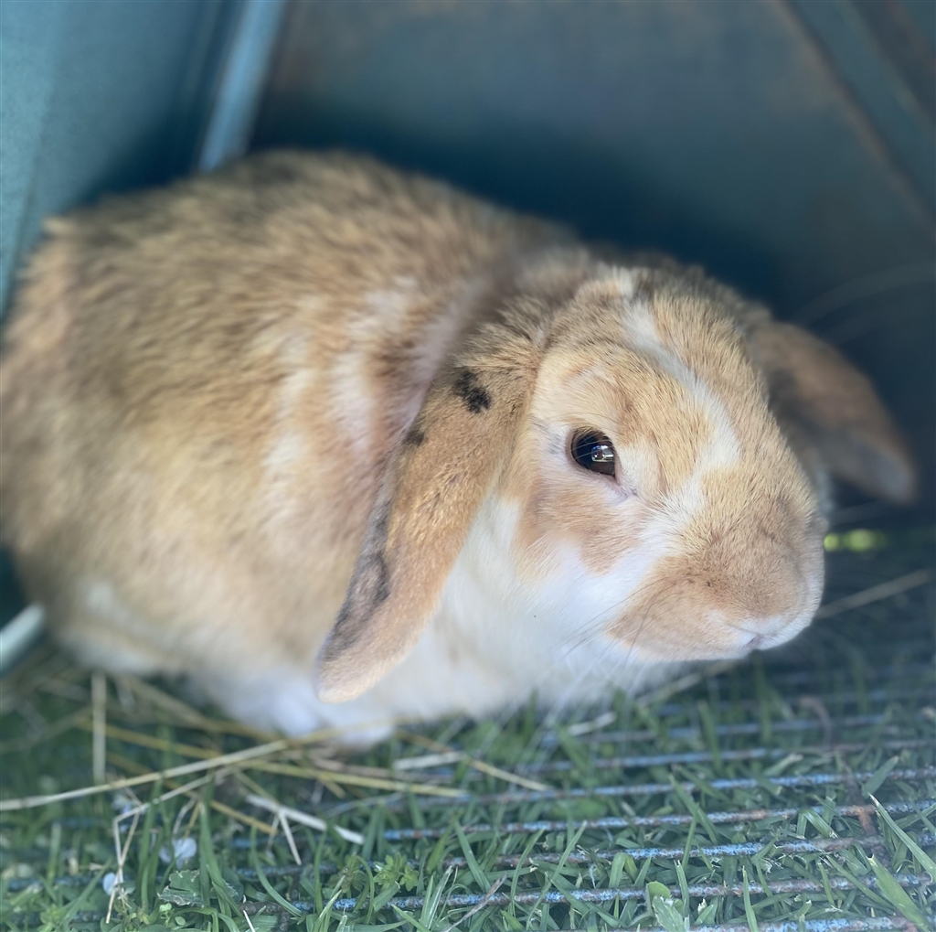 Bun-Bun - Male Lop Eared Mix Rabbit in VIC - PetRescue