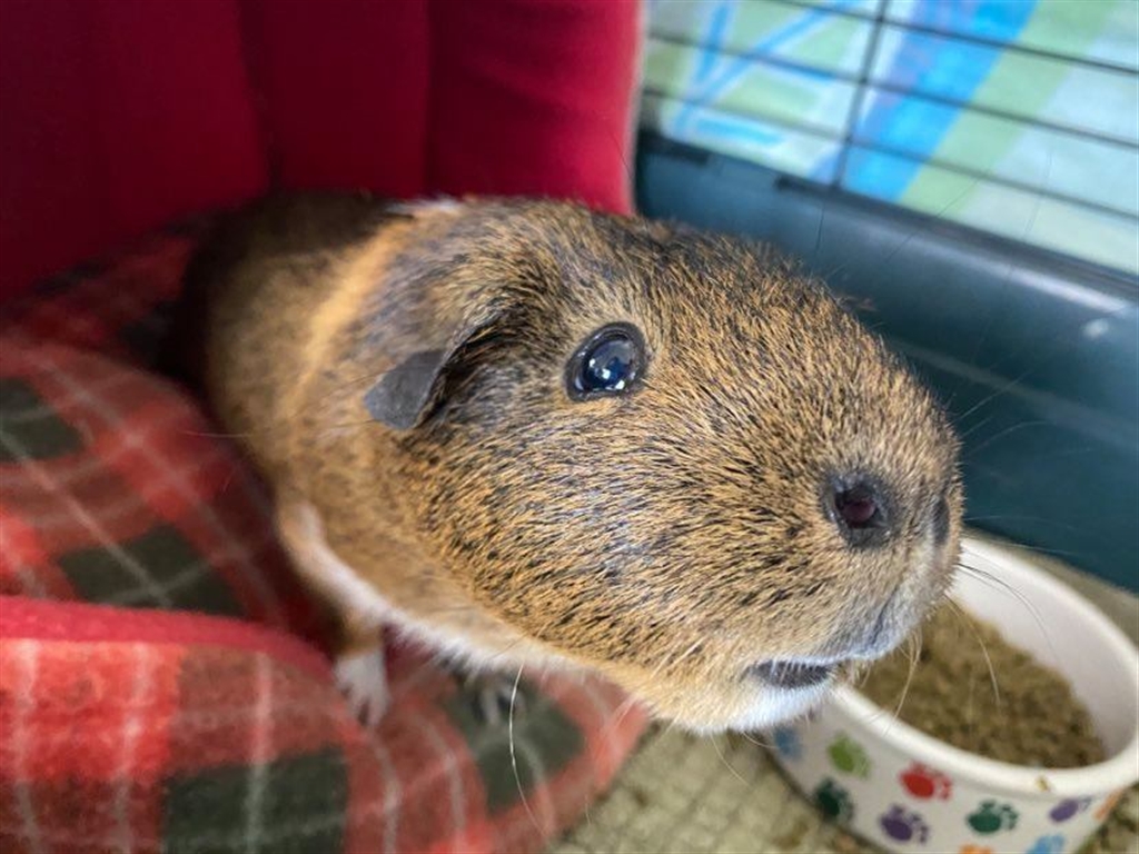 Pepsi - Male Short-hair Rex Mix Guinea Pig in ACT - PetRescue