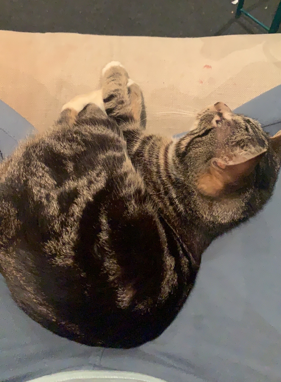 Sully - Male Domestic Short Hair Cat in VIC - PetRescue