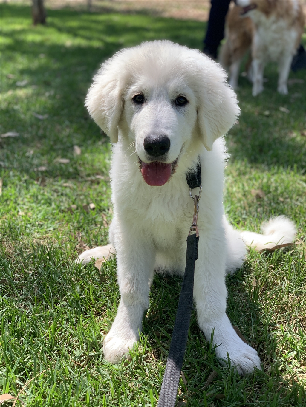 Enzo - Medium Male Maremma Sheepdog Mix Dog in NSW - PetRescue