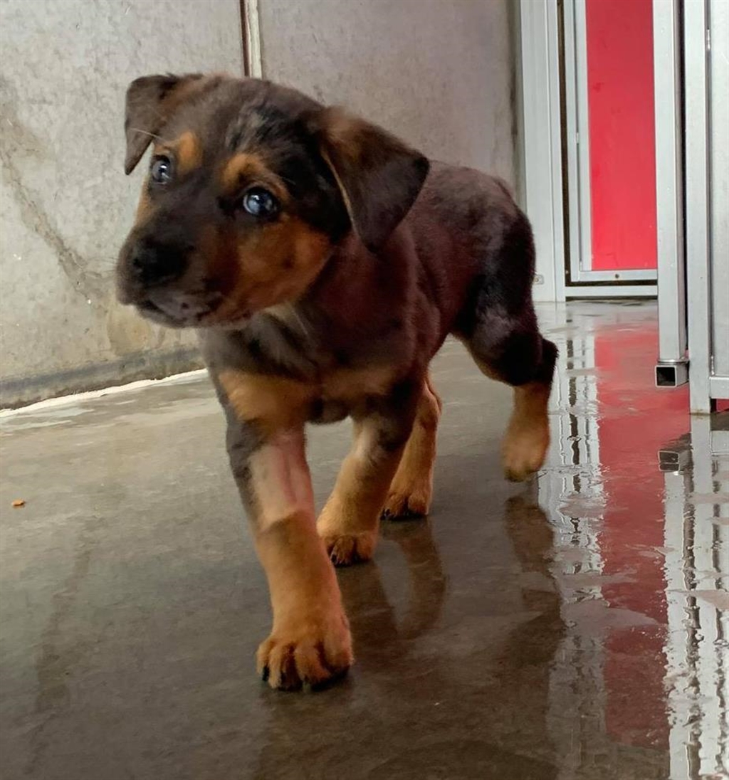 Nala - Large Female Australian Shepherd x Rottweiler Mix Dog in QLD ...