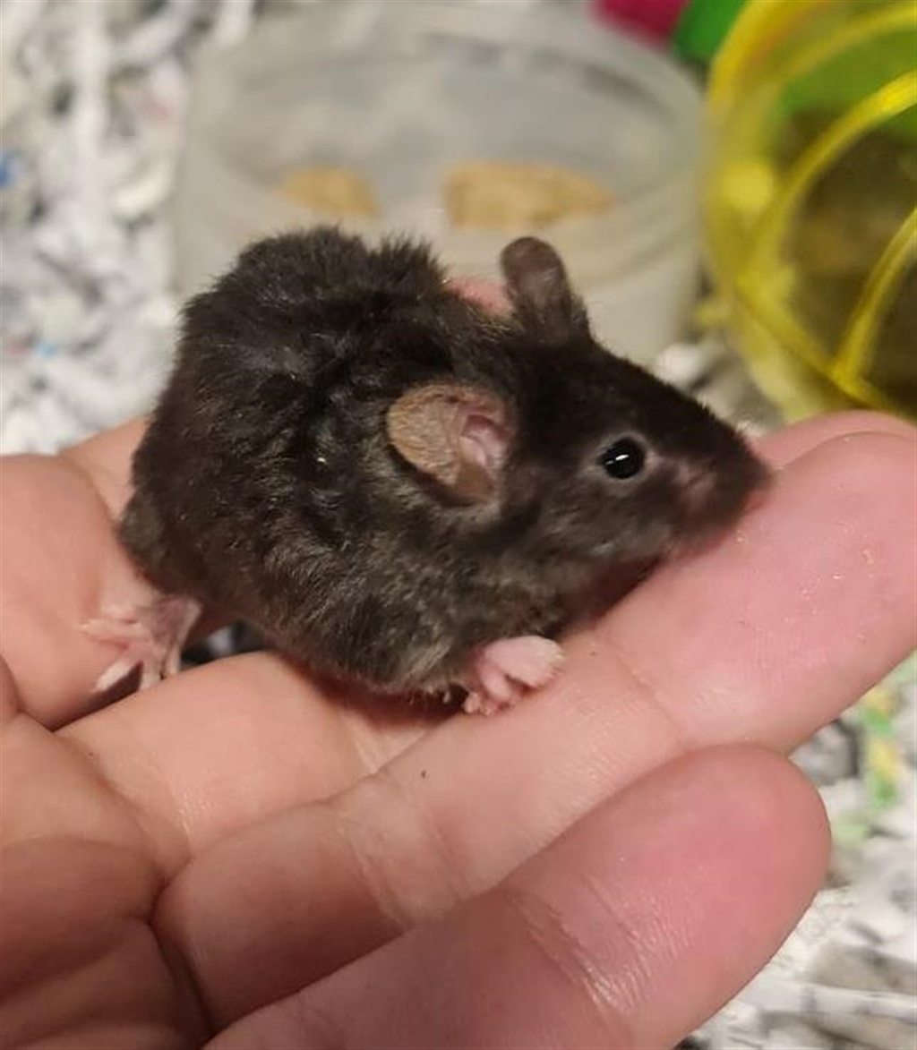 Ursula - Female Mouse Manx Mix Rodent in QLD - PetRescue