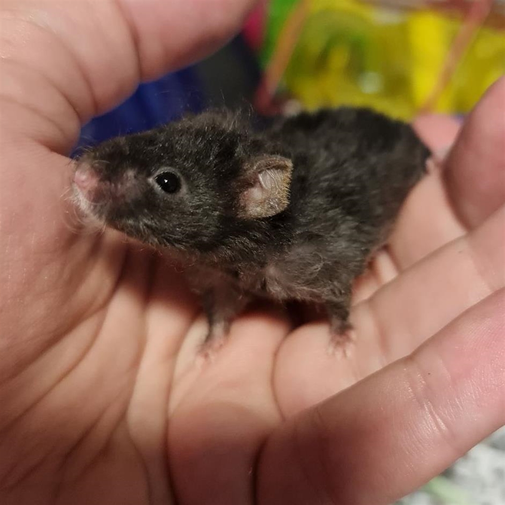 Olga - Female Mouse Manx Mix Rodent in QLD - PetRescue