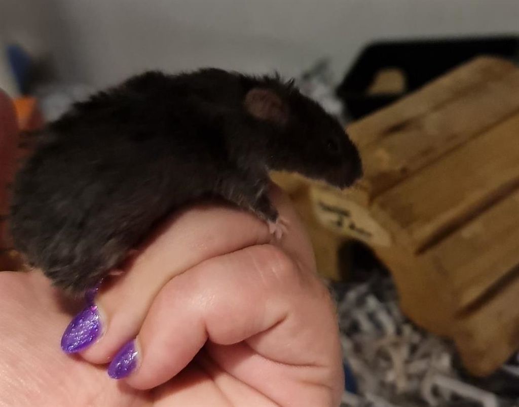Dalton - Male Mouse Manx Mix Rodent in QLD - PetRescue