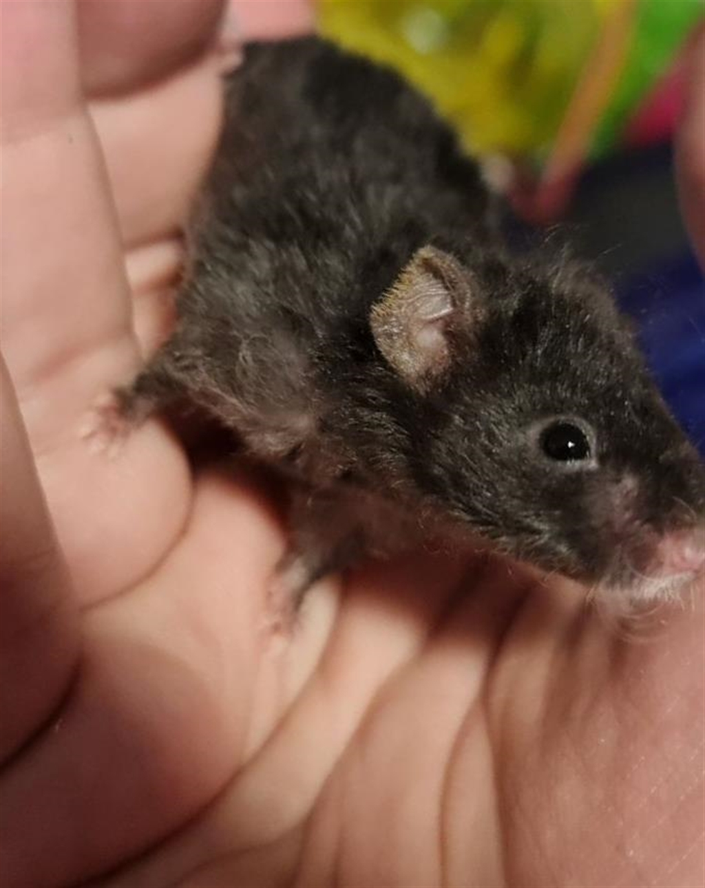 Daniel - Male Mouse Manx Mix Rodent in QLD - PetRescue