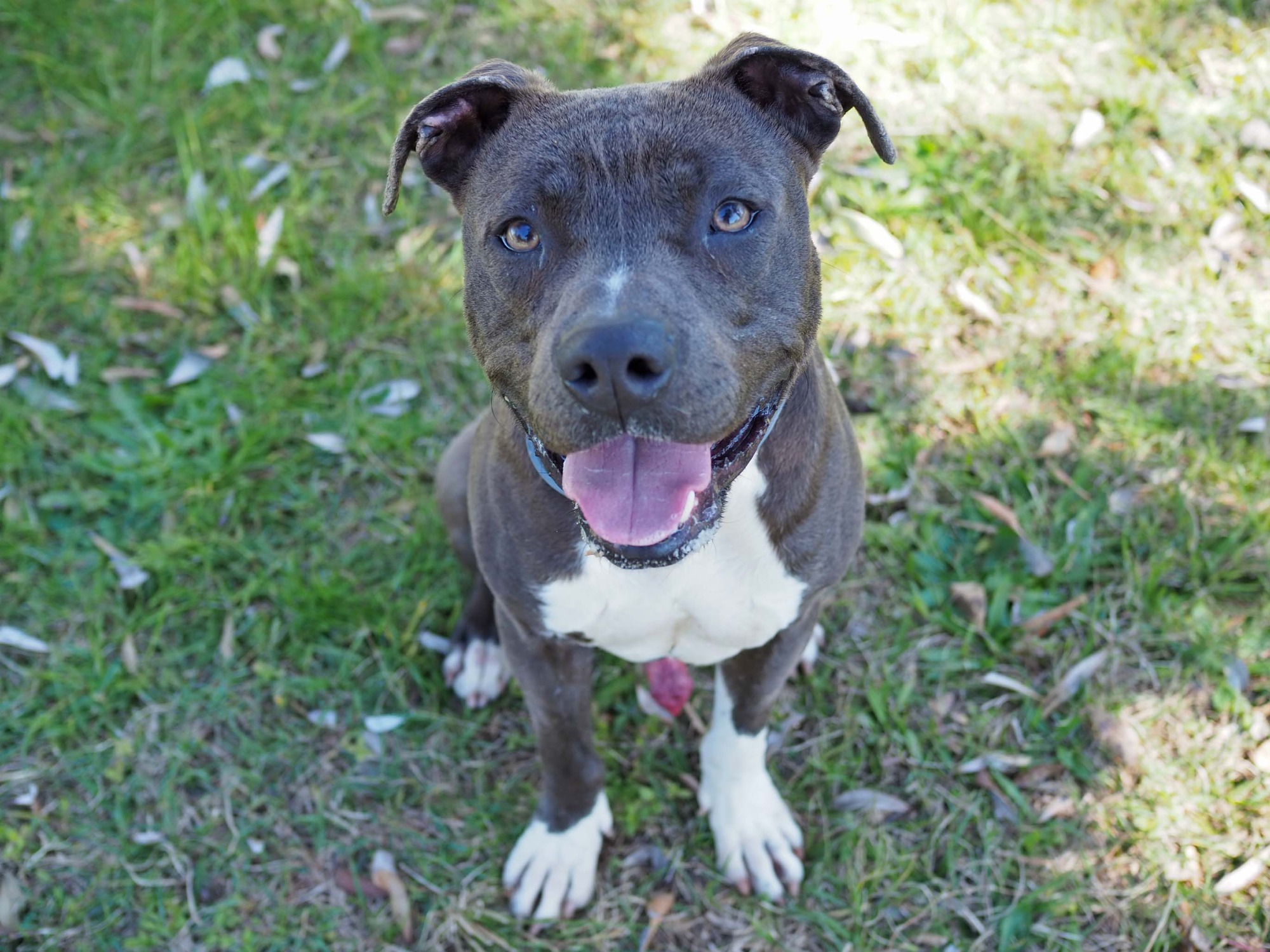 Major - Medium Male American Staffordshire Terrier Mix Dog in NSW ...